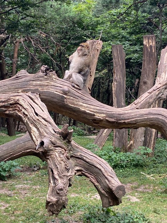 Affenberg (La Montagne des Singes) Elsass – Sonntags Unterwegs