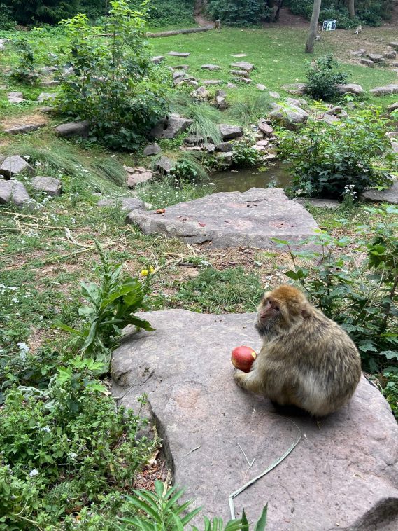 Affenberg (La Montagne des Singes) Elsass – Sonntags Unterwegs