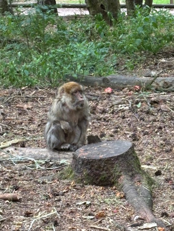 Affenberg (La Montagne des Singes) Elsass – Sonntags Unterwegs