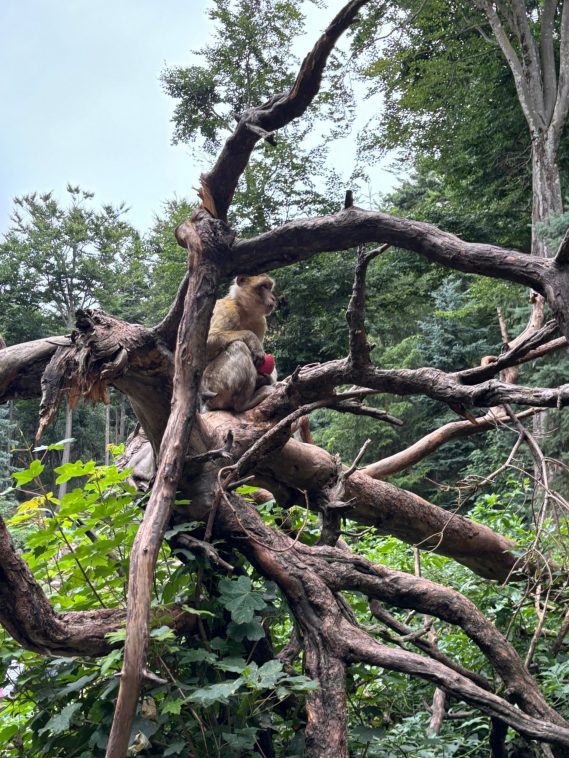 Affenberg (La Montagne des Singes) Elsass – Sonntags Unterwegs