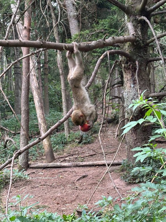 Affenberg (La Montagne des Singes) Elsass – Sonntags Unterwegs